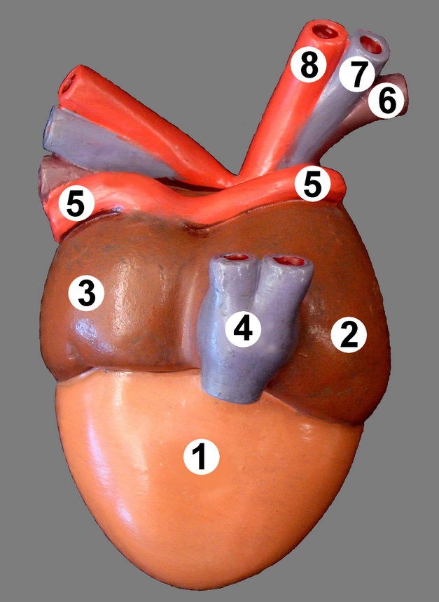 Frog Heart Model