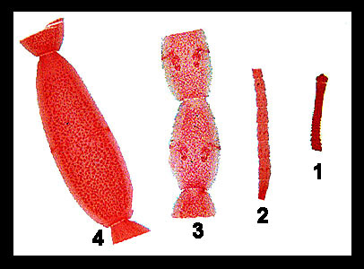 Dipylidium Slide Labeled