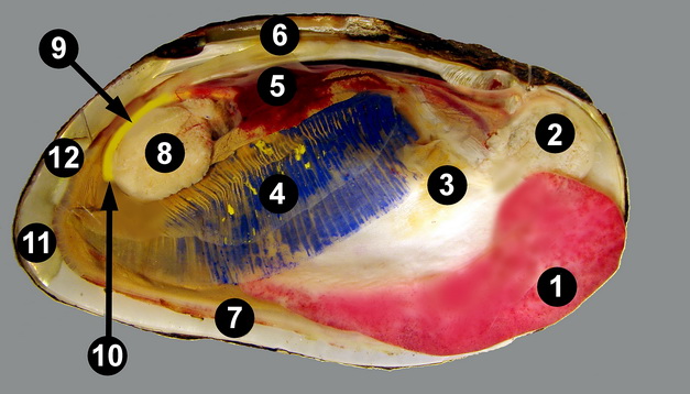 Freshwater Mussel Anatomy