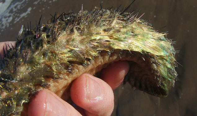 Sea Mouse Anatomy