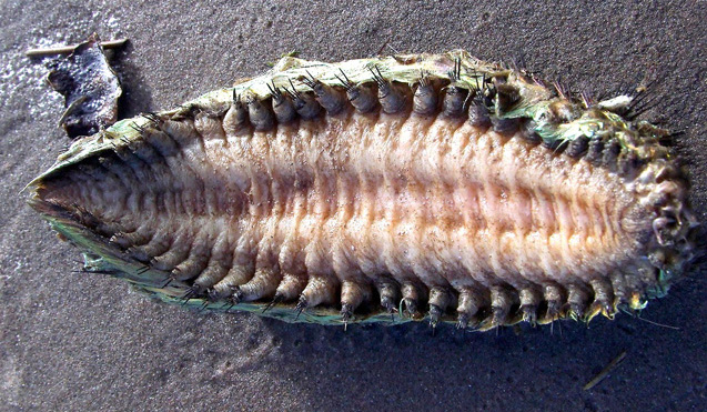 Sea Mouse Anatomy