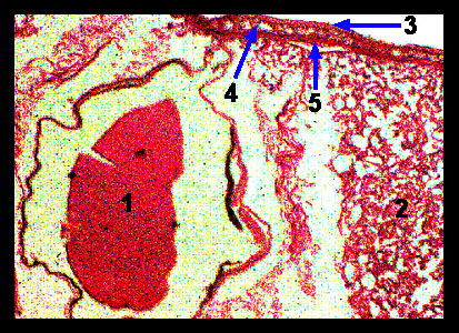 Nereis Virens Cross Section