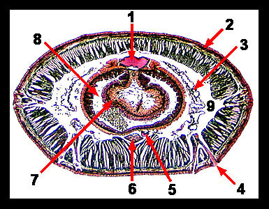 Earthworm Lumbricus Cross Section Earthworms Biology