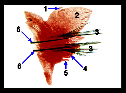 Nereis Virens Cross Section