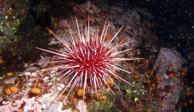 Echinoderms
